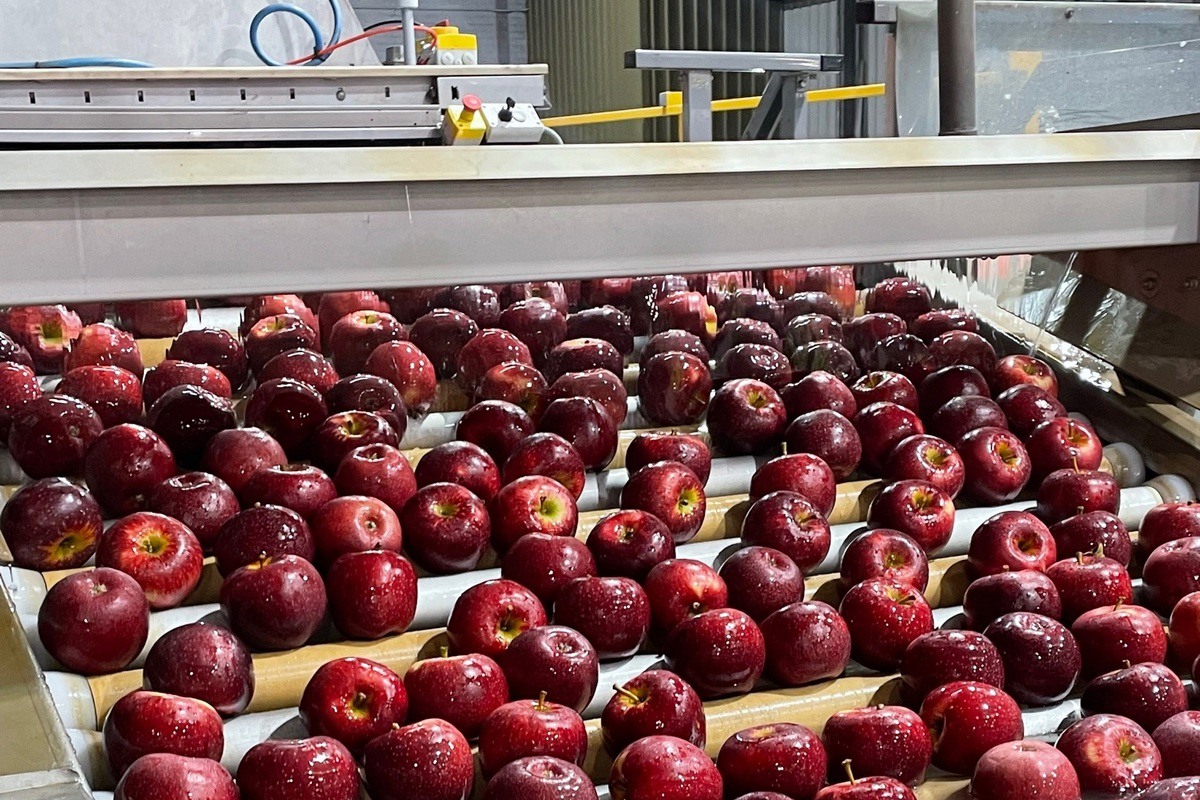 Bravo apple harvest up 25% as demand grows