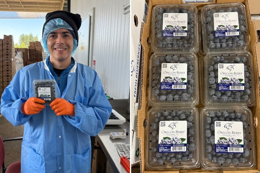 It could be a record year for Oregon blueberries