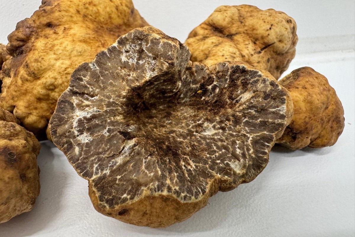 Bianchetto truffles now available from South Africa