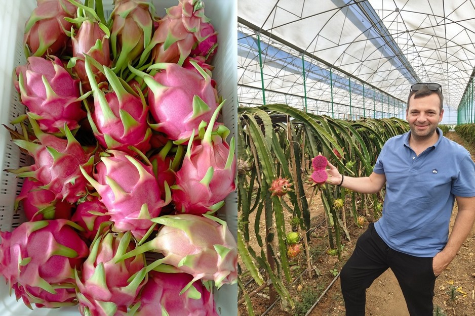 "European interest for Turkish dragon fruit is clearly there"
