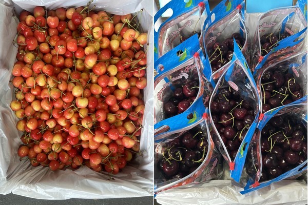 Full crop of British Columbia cherries underway