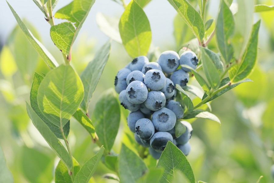 Proprietary blueberry varieties experience bumper crop