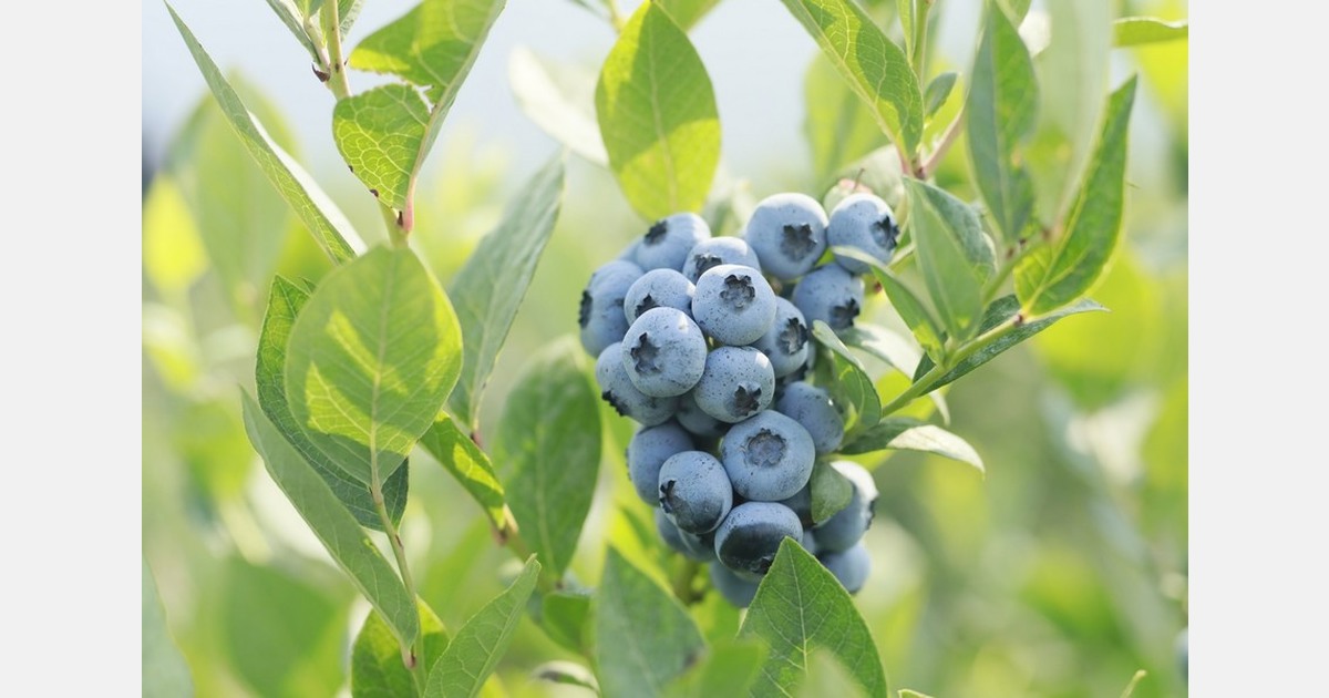 Proprietary blueberry varieties experience bumper crop