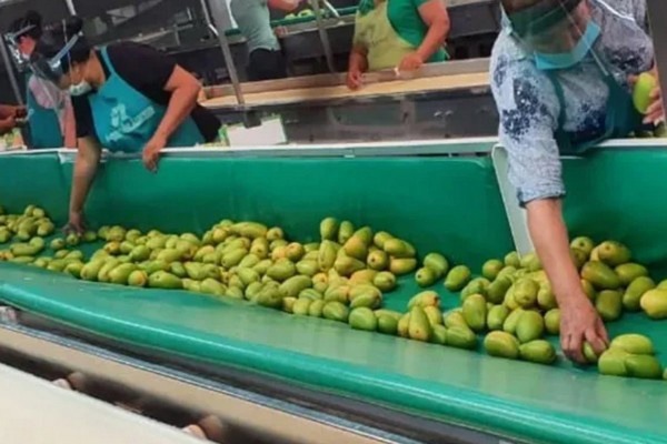 Hopes for mango prices to strengthen in North America