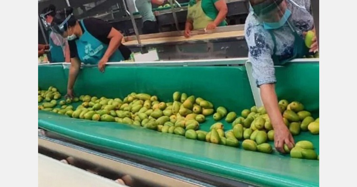 Hopes for mango prices to strengthen in North America