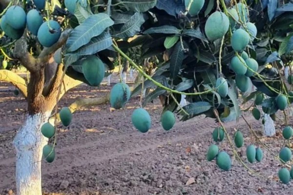 Hopes for mango prices to strengthen in North America