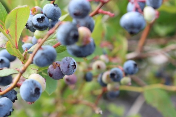 New reports highlight growing economic impact of U.S. and imported ...