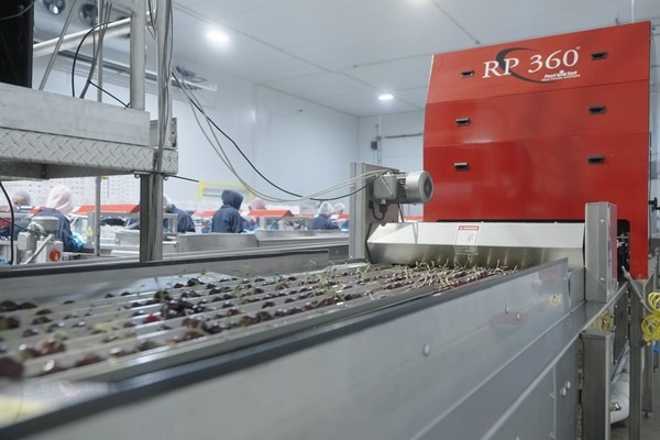 Increased cherry volume for Michigan after years of additional plantings