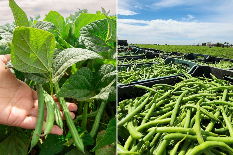 Heavy rains in Mexico force green beans grower to adjust growing plan