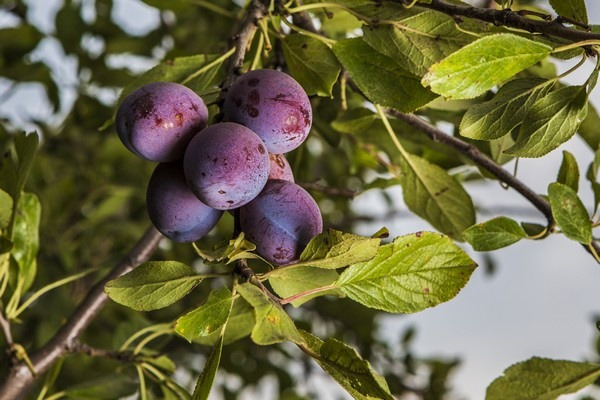 Tight supply but premium quality of California prunes