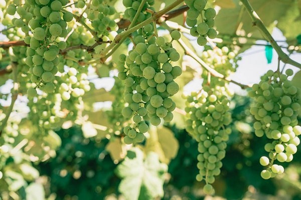 University of New Hampshire identifies best seedless grapes for New England