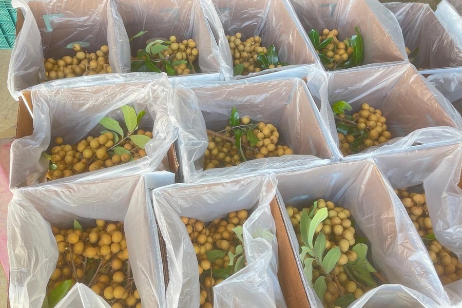 Short season projected for Florida longan