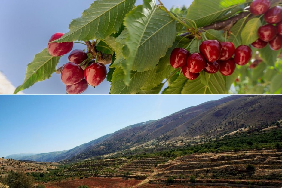Turning point for the Lebanese cherry industry