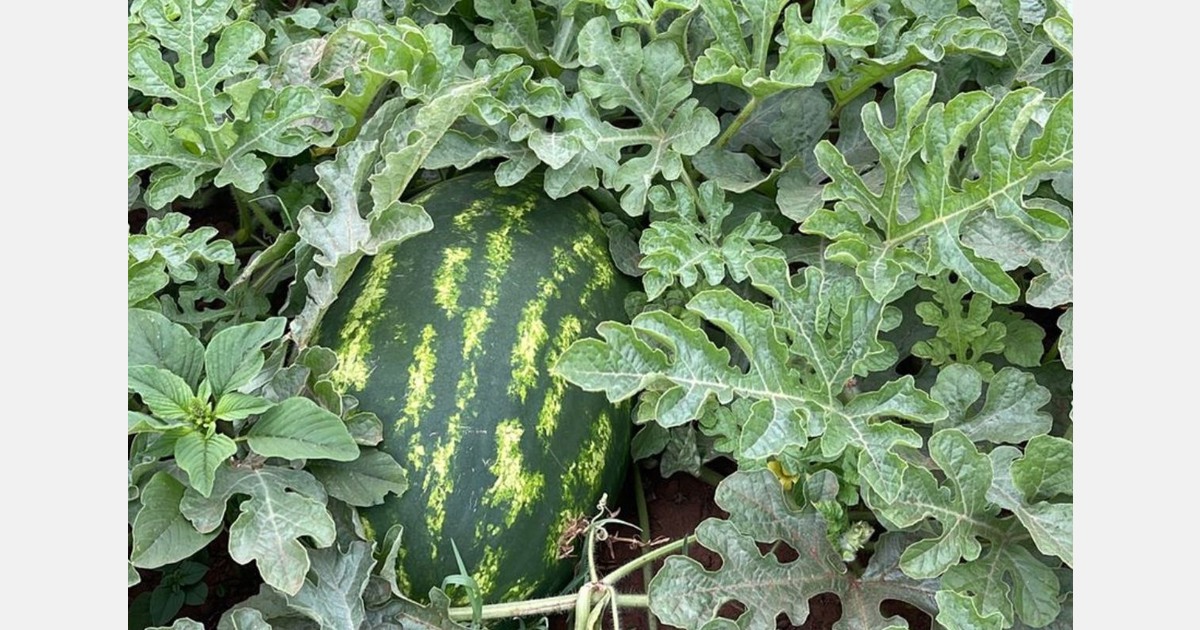 Moroccan watermelon campaign continues with Loukkos harvest