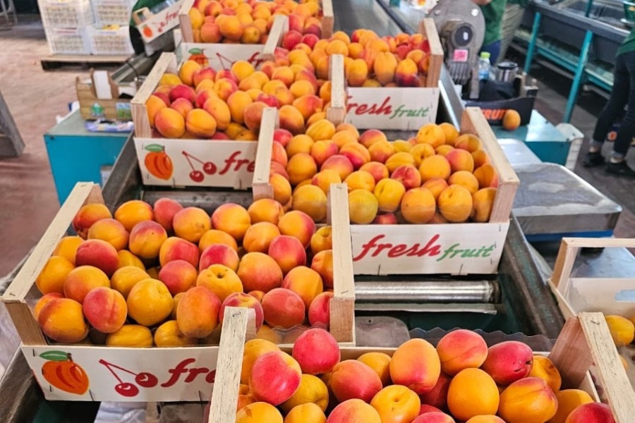 “It has been a crazy, unique, great season for Greek apricots”