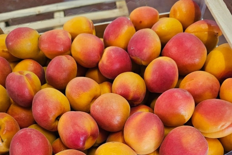 “It has been a crazy, unique, great season for Greek apricots”