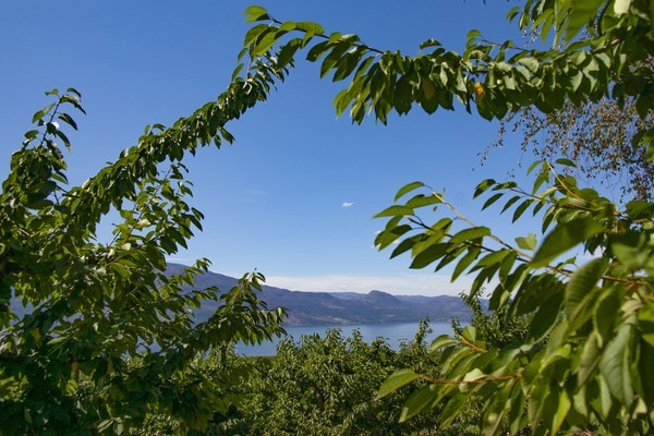 Large crop of British Columbia cherries following challenging seasons