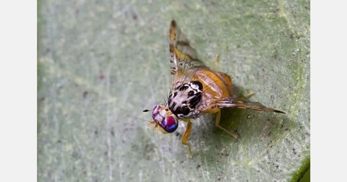 How Senegal is successfully tackling the problem of fruit flies in mangoes