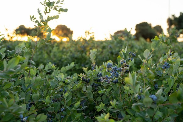 A look at the Pacific Northwest blueberry harvests