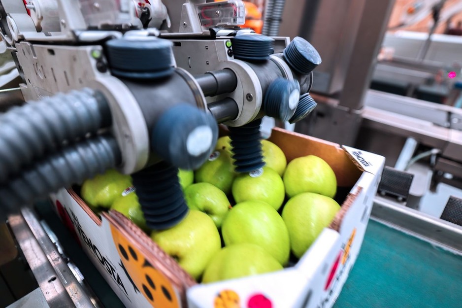 How compostable fruit labels are a path to sustainable produce packaging