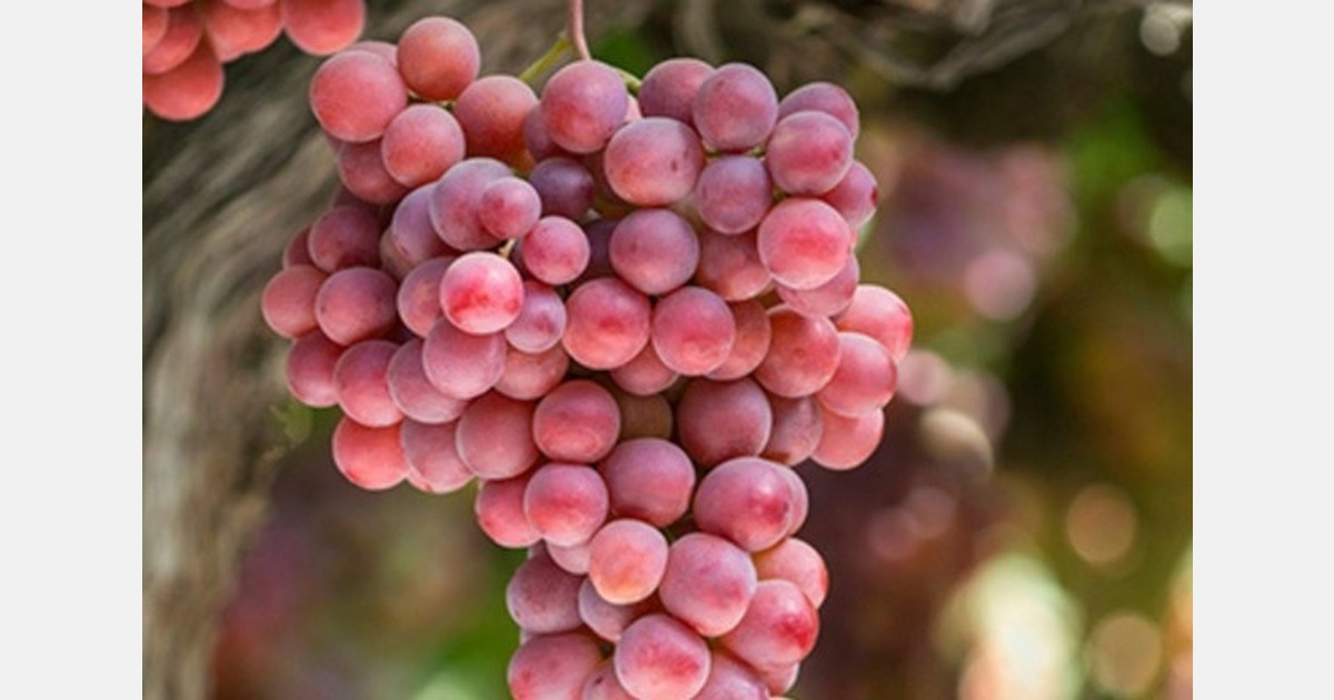 Research suggests fresh grapes are a superfood