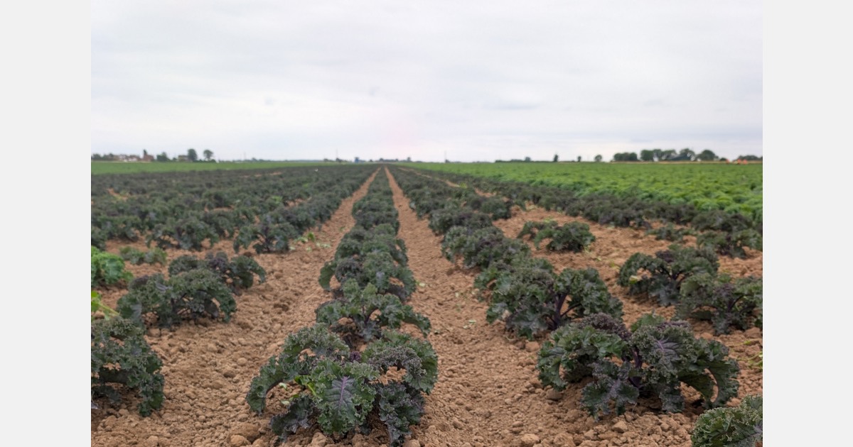 A.H. Worth begins red kale trial as part of continued brassica innovation