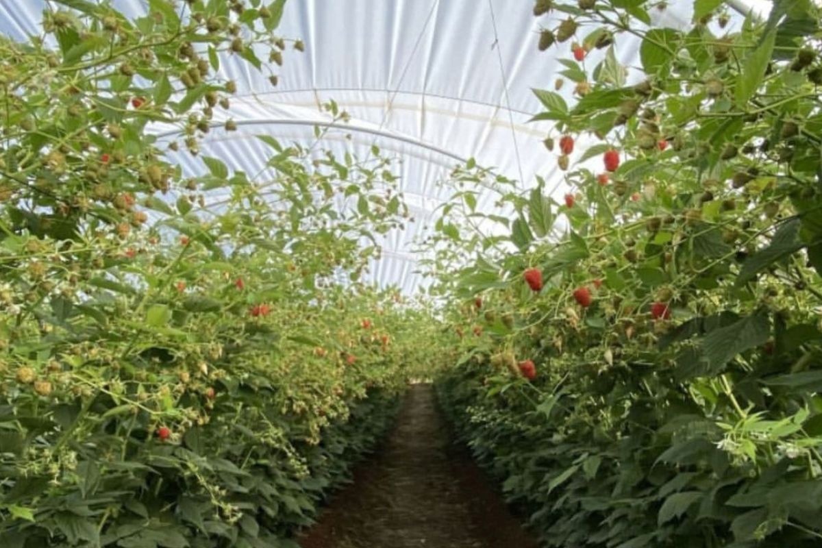 Despite stagnating acreage, Moroccan raspberry production increased by ...