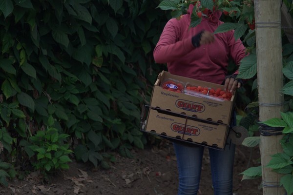 Increased raspberry supply ahead as Mexico gains traction