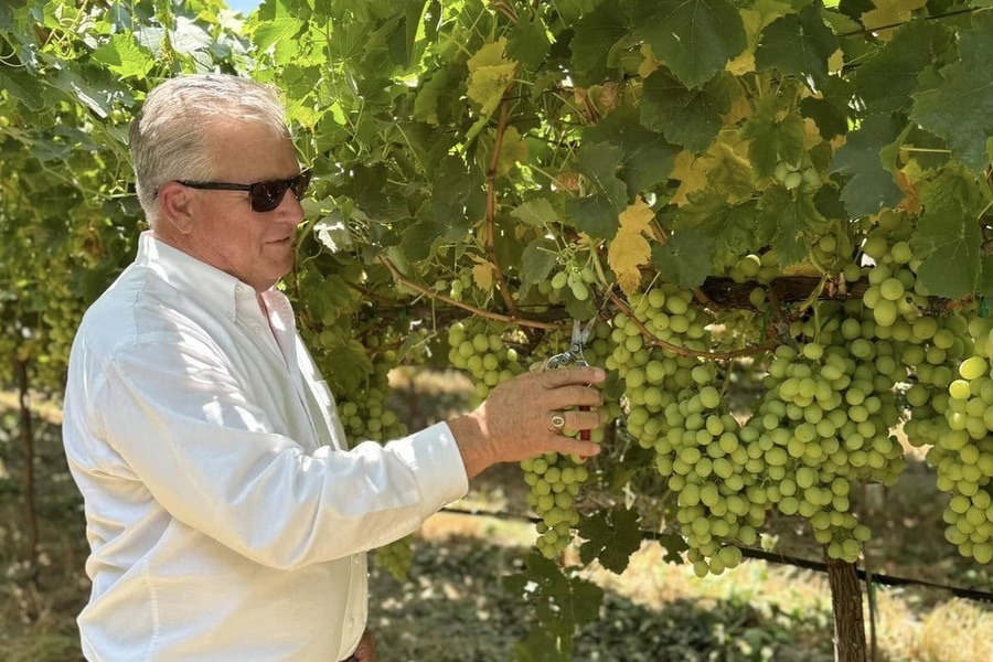 Milder weather helps California table grape yields