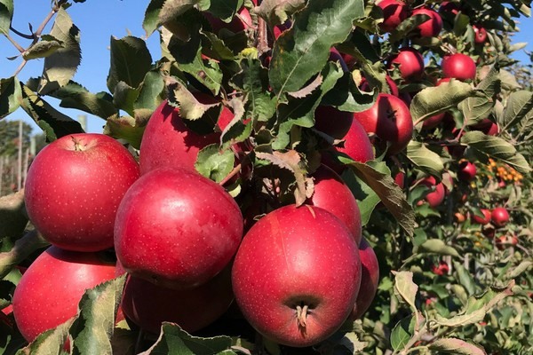Increased yields on Gala and Red Prince apples in Ontario for 2025-2026