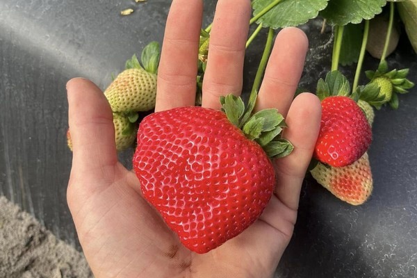 More strawberry acreage in Florida for 2025-2026 season