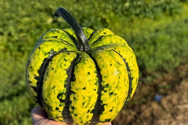 Pacific Northwest pumpkin harvest underway