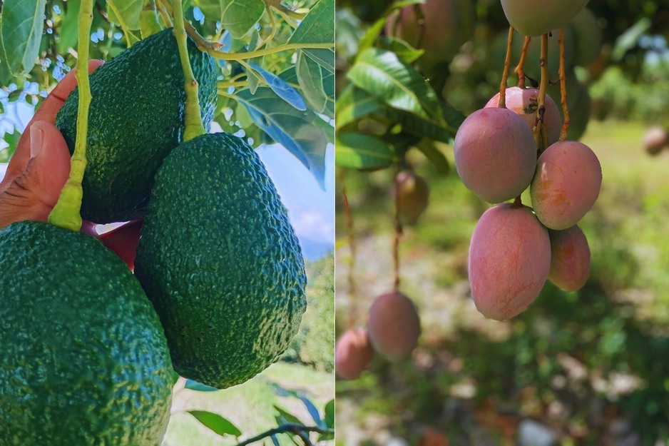"We manage our own banana ripening chambers to ensure optimal ripeness ...