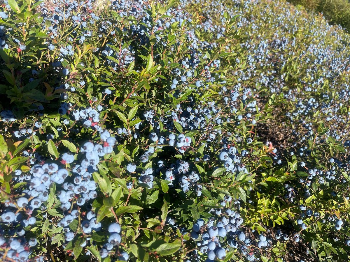 Wild blueberry growing regions in North America impacted by dry weather