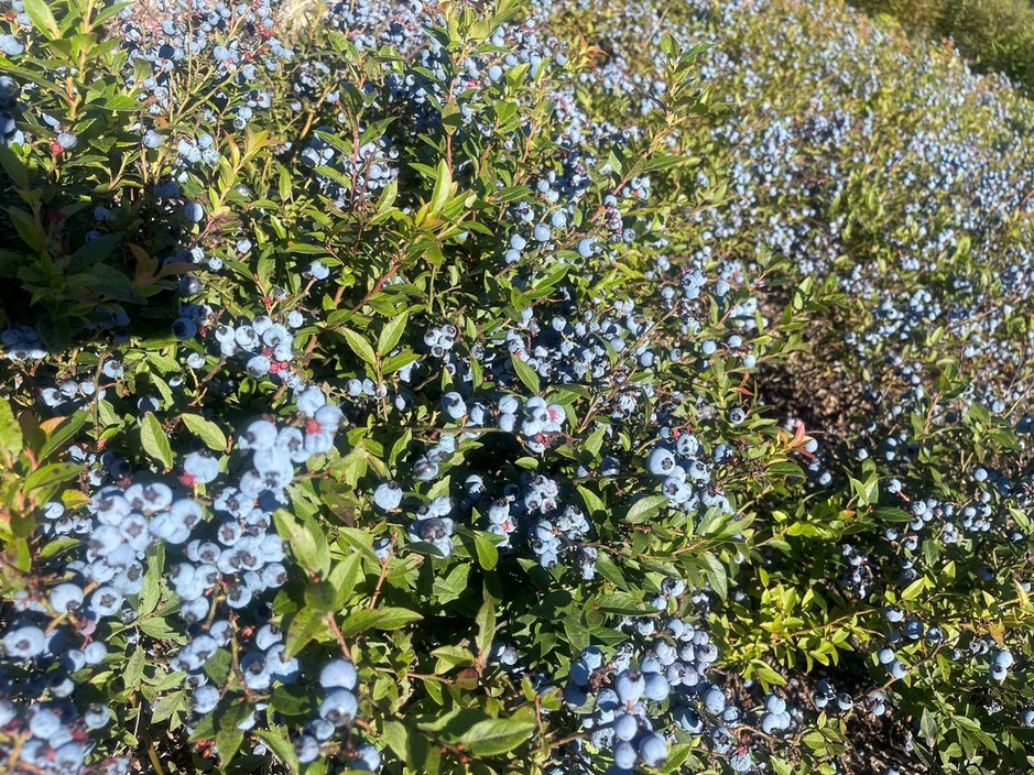 Wild blueberry growing regions in North America impacted by dry weather