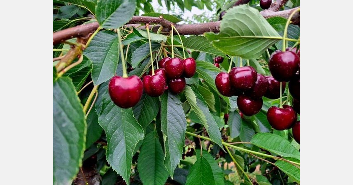 Strong demand for British Columbia cherries from Europe, Asia, and the U.S.