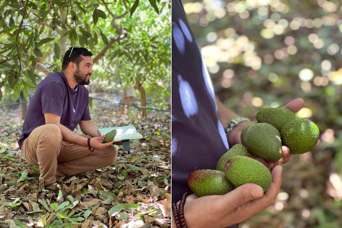 Heatwave impacts raspberries and avocados in Moroccan Loukkos