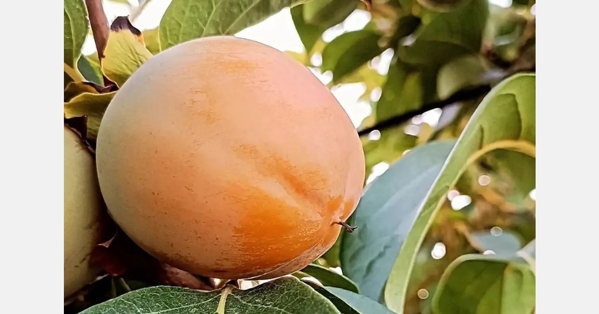 “Kaki market set for a turnaround this season”