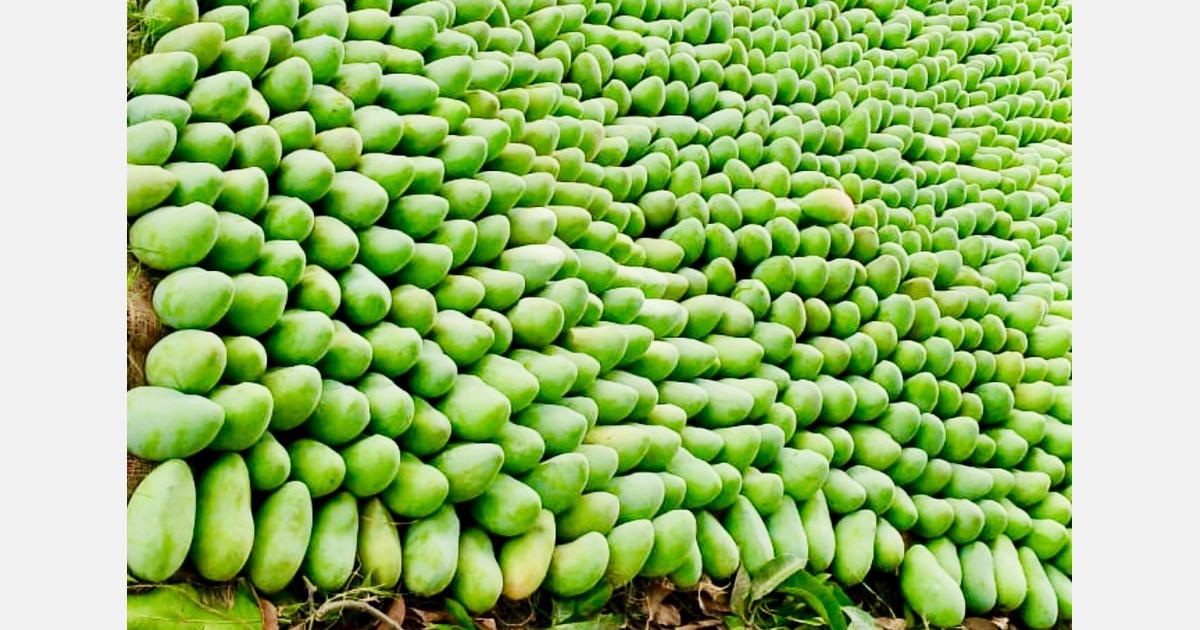 “We’re seeing a growing interest in premium Pakistani mango varieties”