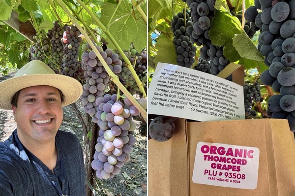 Increased yields on organic table grapes thanks to mild summer