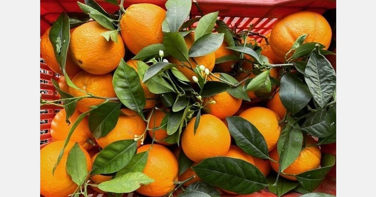 Lower yield for Greek oranges, but also lower prices