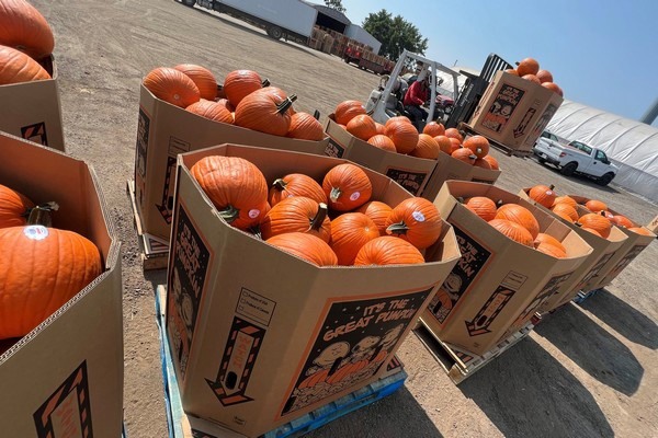 Pumpkin harvest begins in Michigan