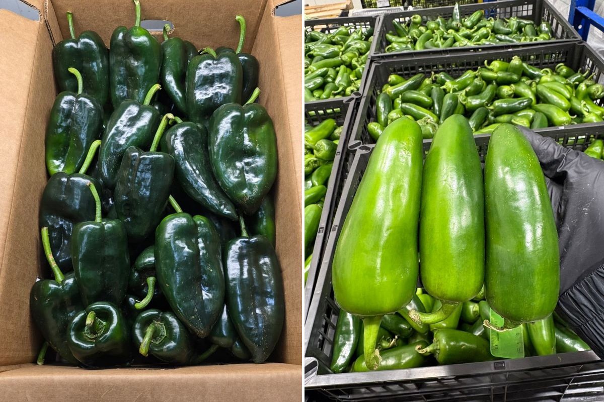 Rains in Mexico make for a tough hot pepper market