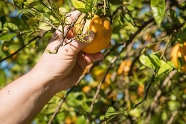 Florida citrus growers celebrate lifting of Canada’s retaliatory tariffs