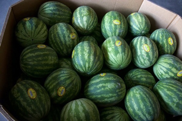 Strong supply challenges U.S. watermelon season