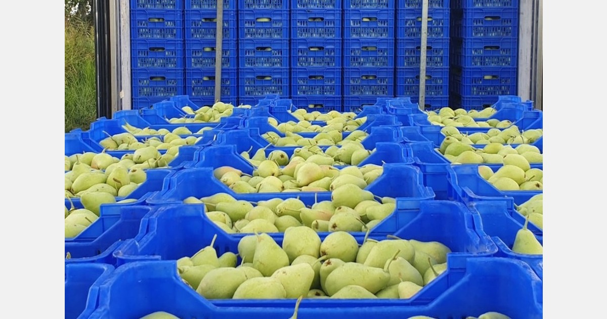 “To store long, or not to store long; that is the question for pears ...