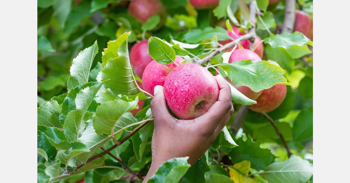 Bringing the world’s leading apple and pear varieties to South Africa