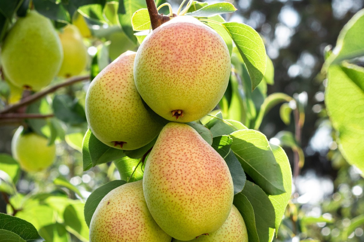 Bringing the world’s leading apple and pear varieties to South Africa