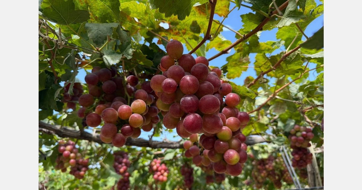 Peru’s red table grape harvest will start in a few weeks