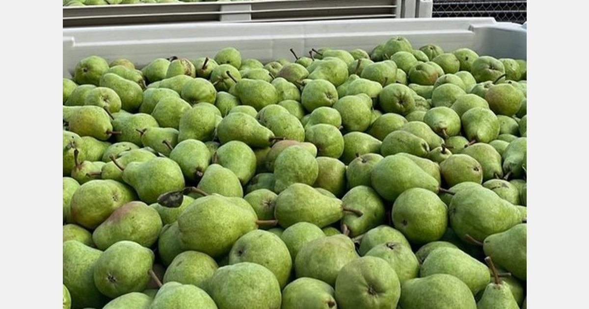 Pacific Northwest welcomes fuller pear crop for 2025-2026